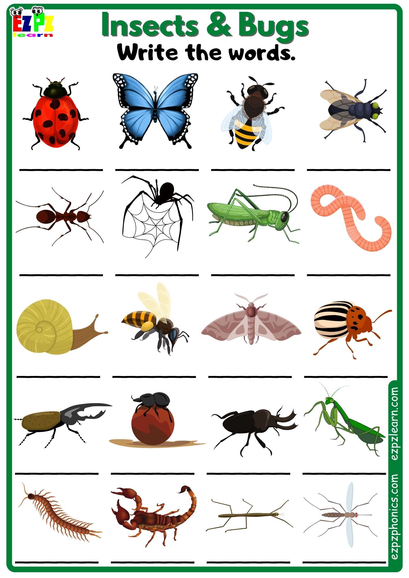 Insects and Bugs Vocabulary Write the Words Free PDF Download - Ezpzlearn.com